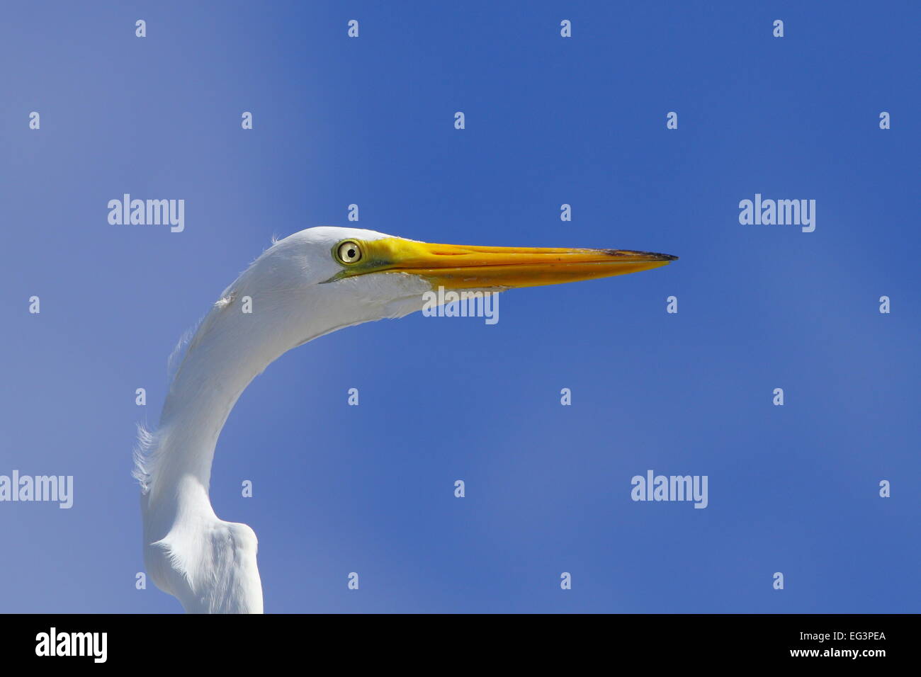 Egret neck hi-res stock photography and images - Alamy