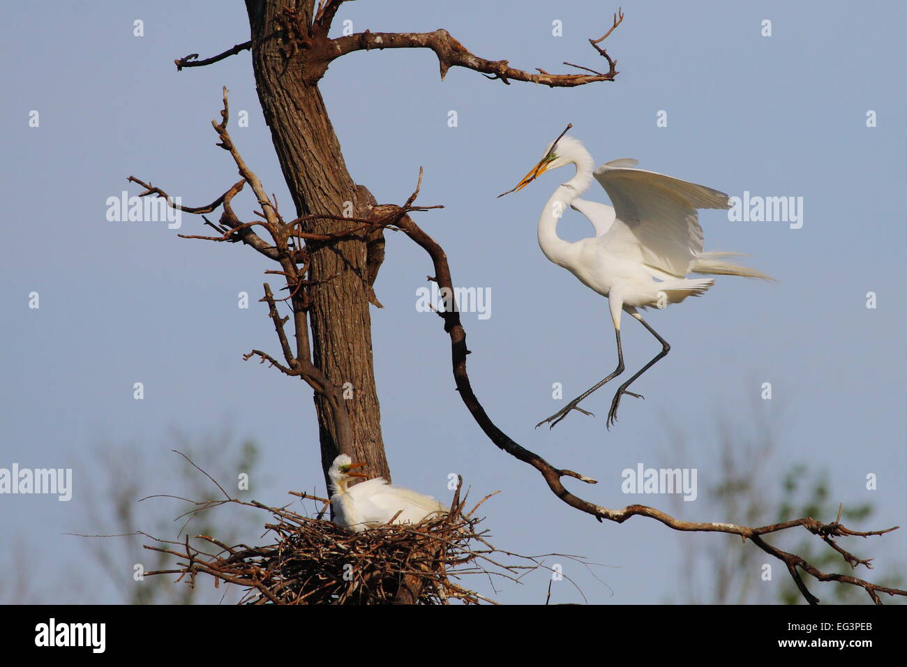 A Great Egret returns to the nest with nesting material such as a twig ...
