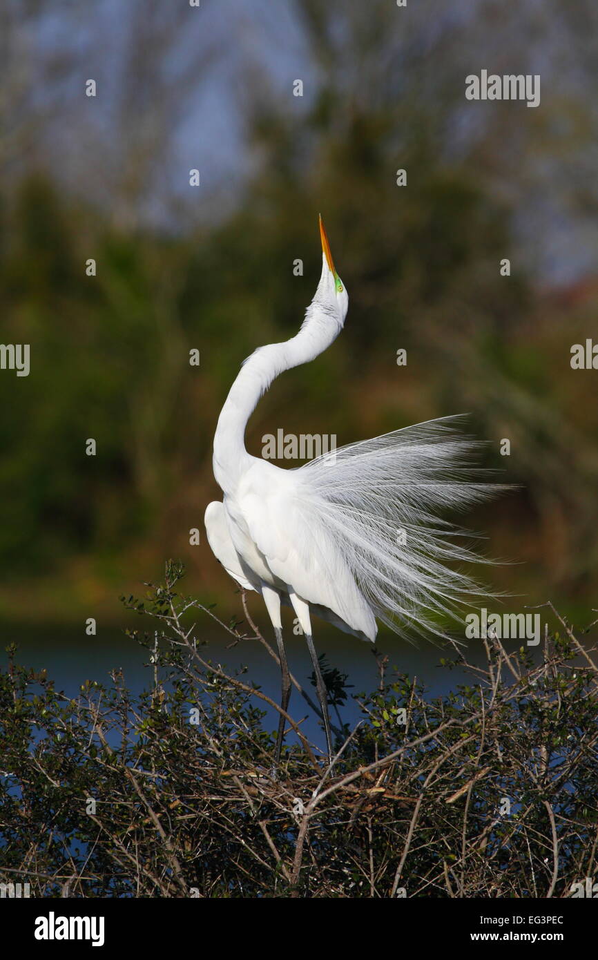 A male Great Egret displaying his breeding plumage with the "stretch ...