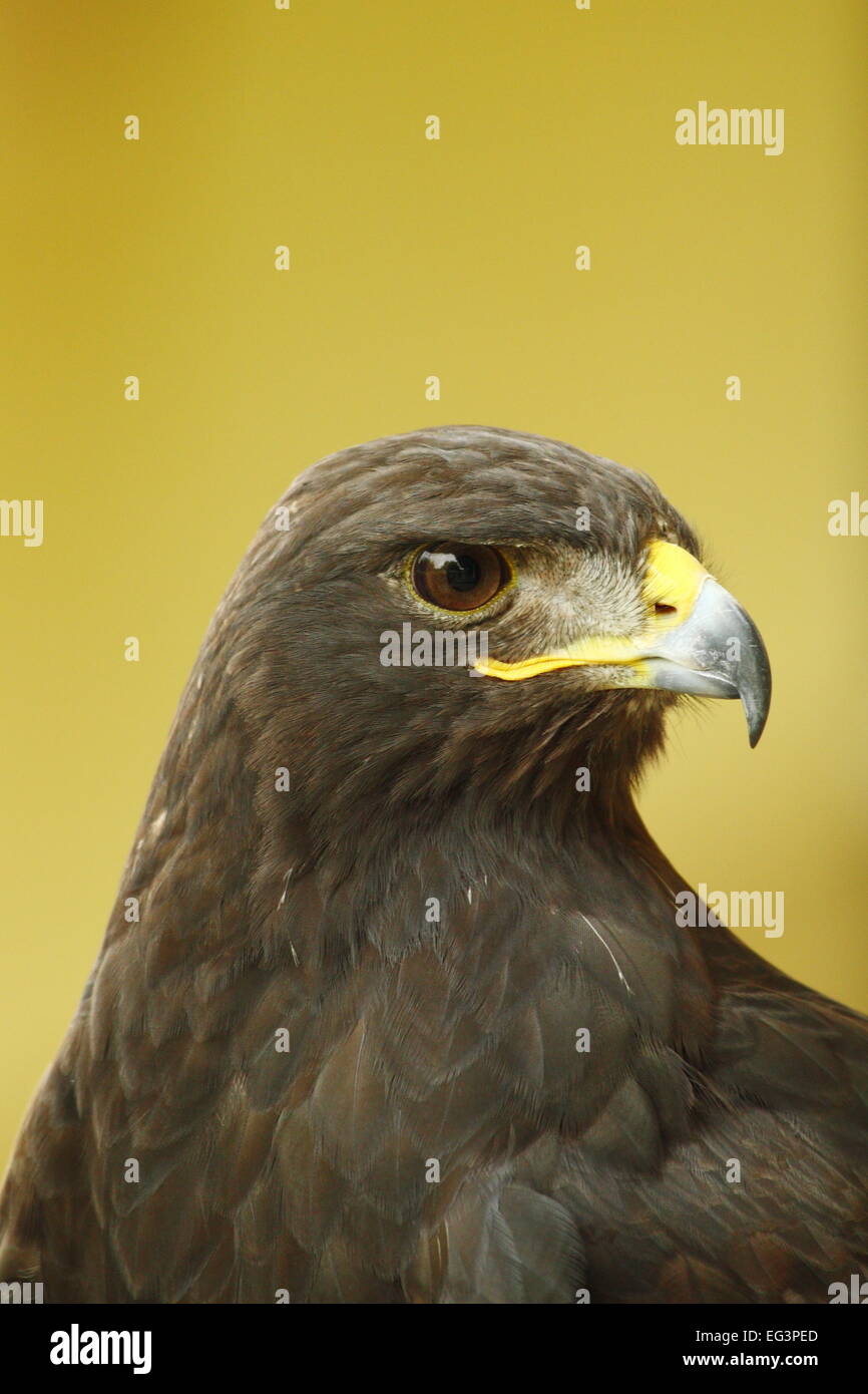 A Harris's Hawk or Harris' Hawk is alert as I view and photograph its ...