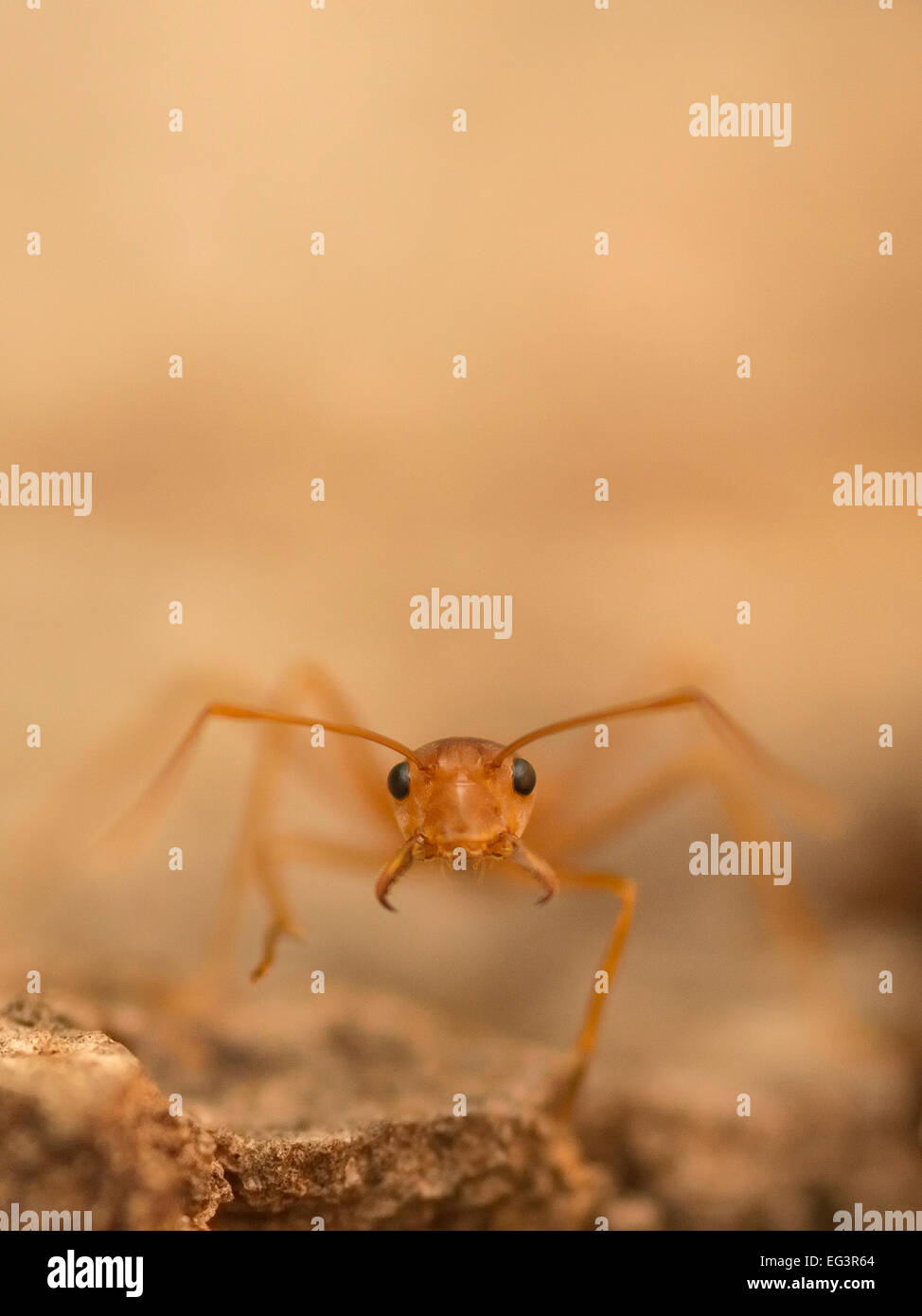 Weaver ant hi-res stock photography and images - Alamy