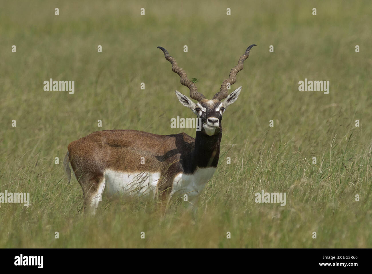 Mrug hi-res stock photography and images - Alamy