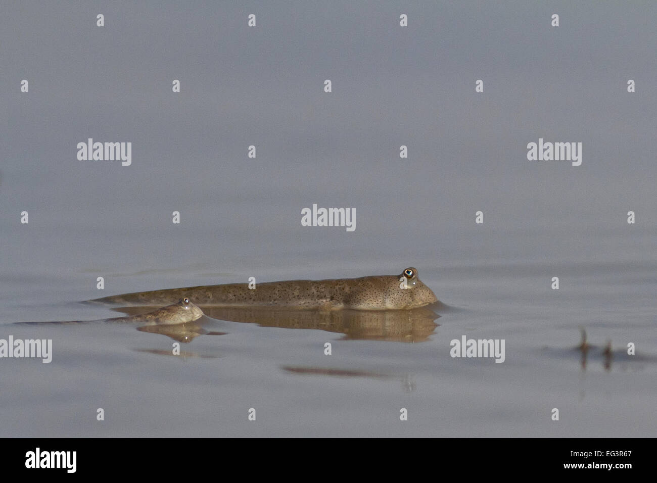 Mudskippers hi-res stock photography and images - Alamy