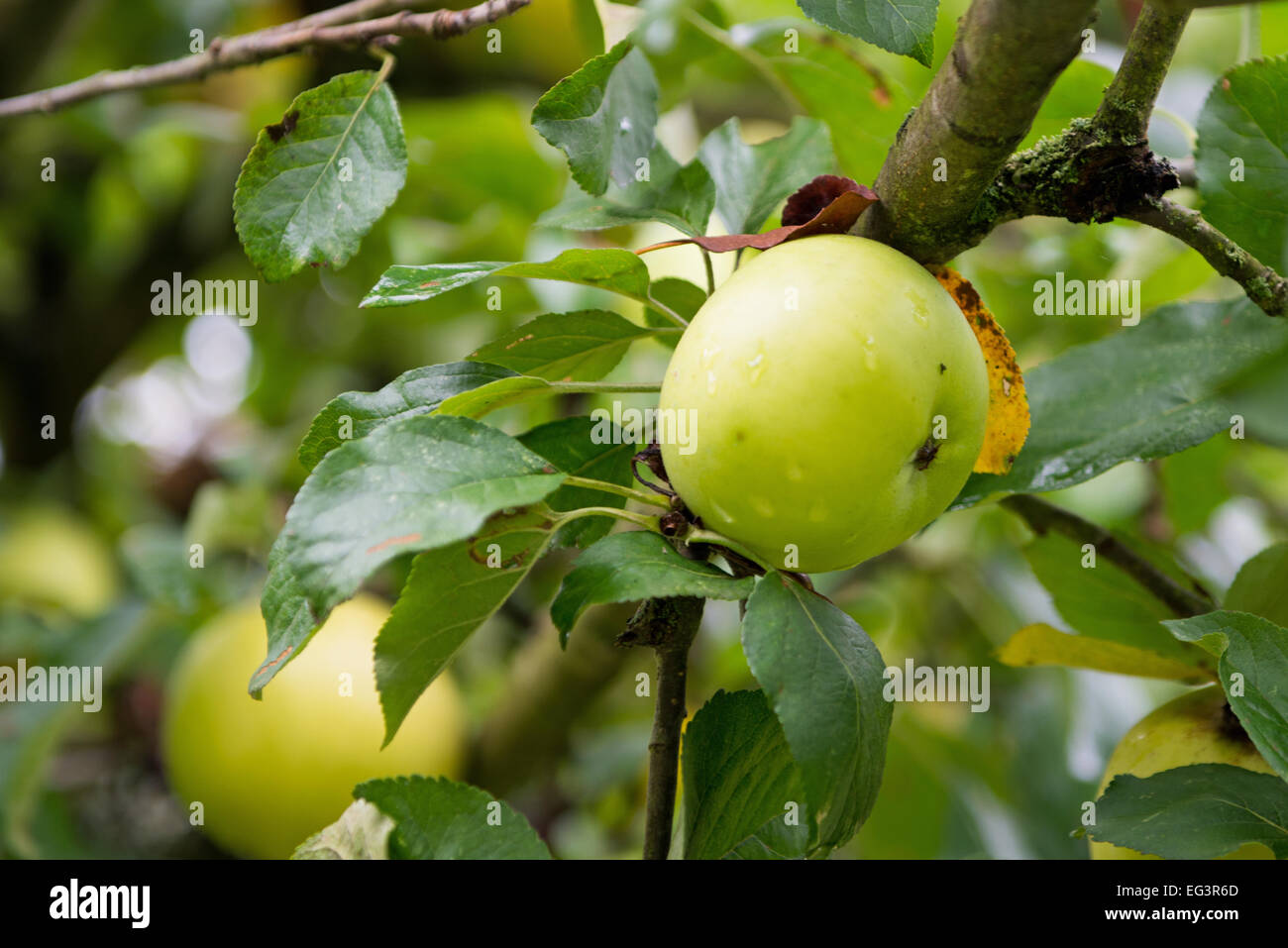 English apples orchard hi-res stock photography and images - Alamy