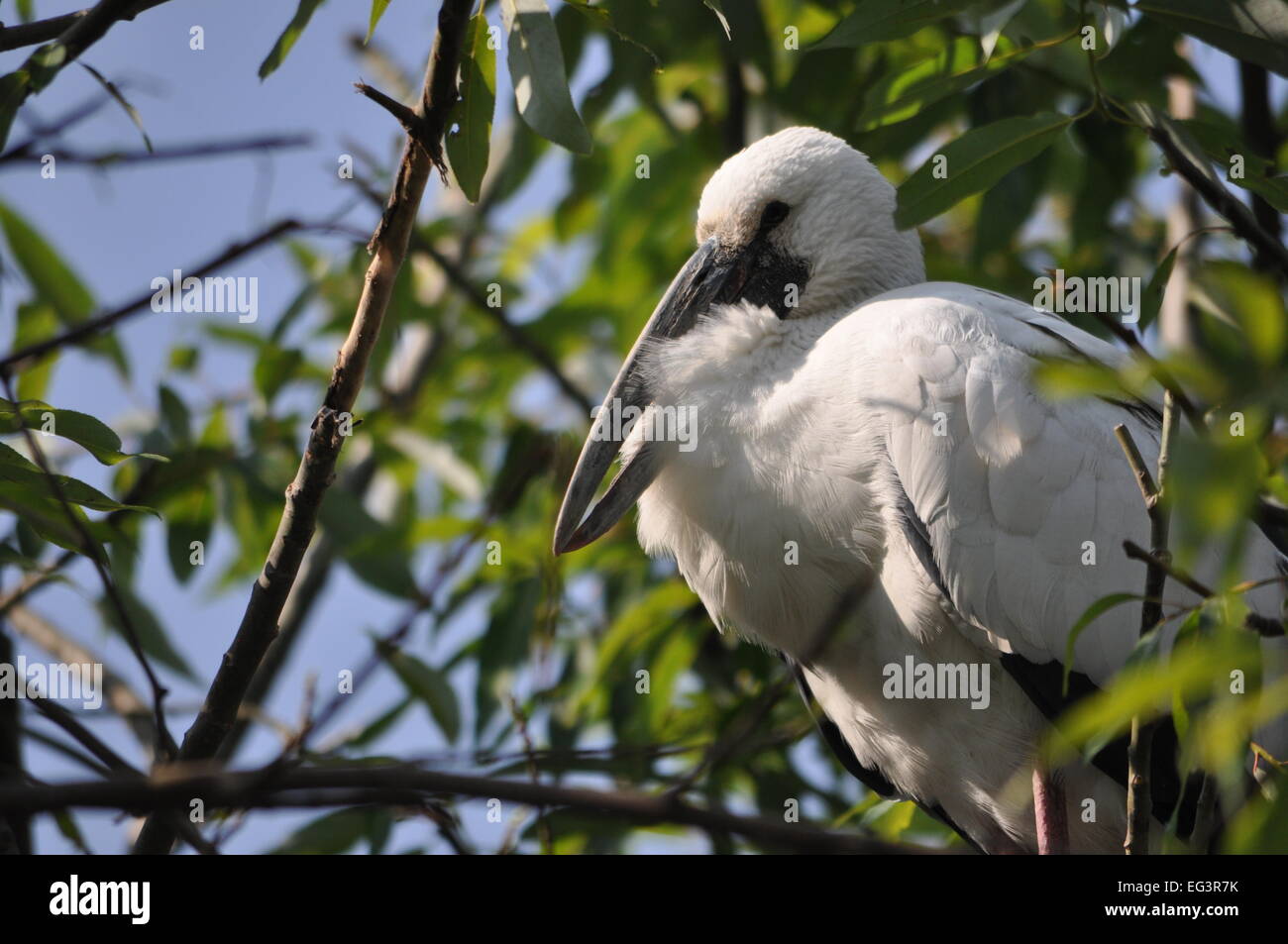 Asian open Bill stork Stock Photo - Alamy