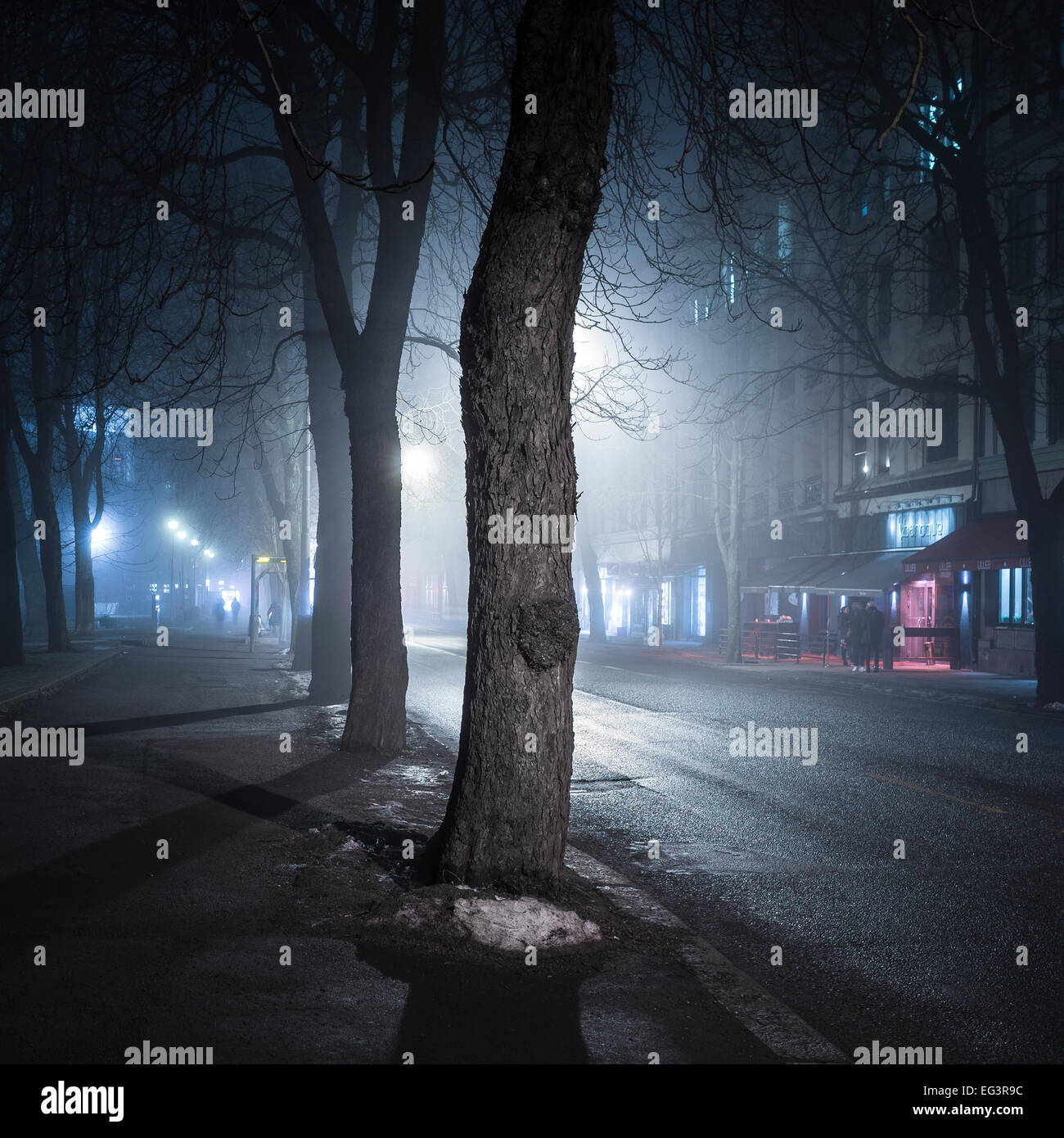 A tree seen during night at Bygdøy alle in Oslo Stock Photo - Alamy