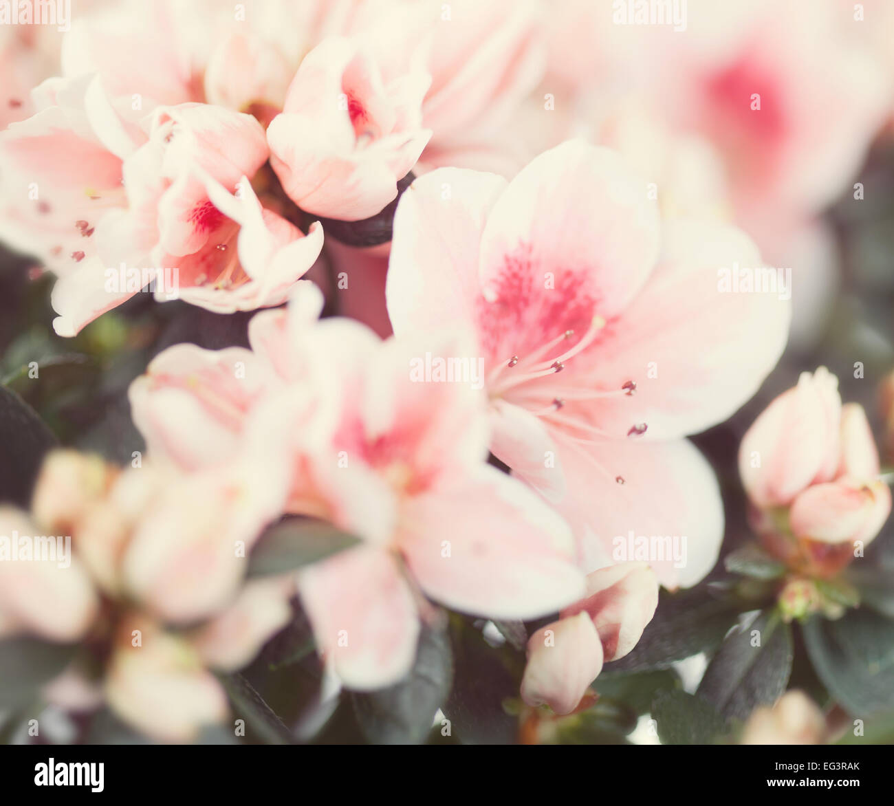 Blossoming cream-white azalea close up Stock Photo - Alamy