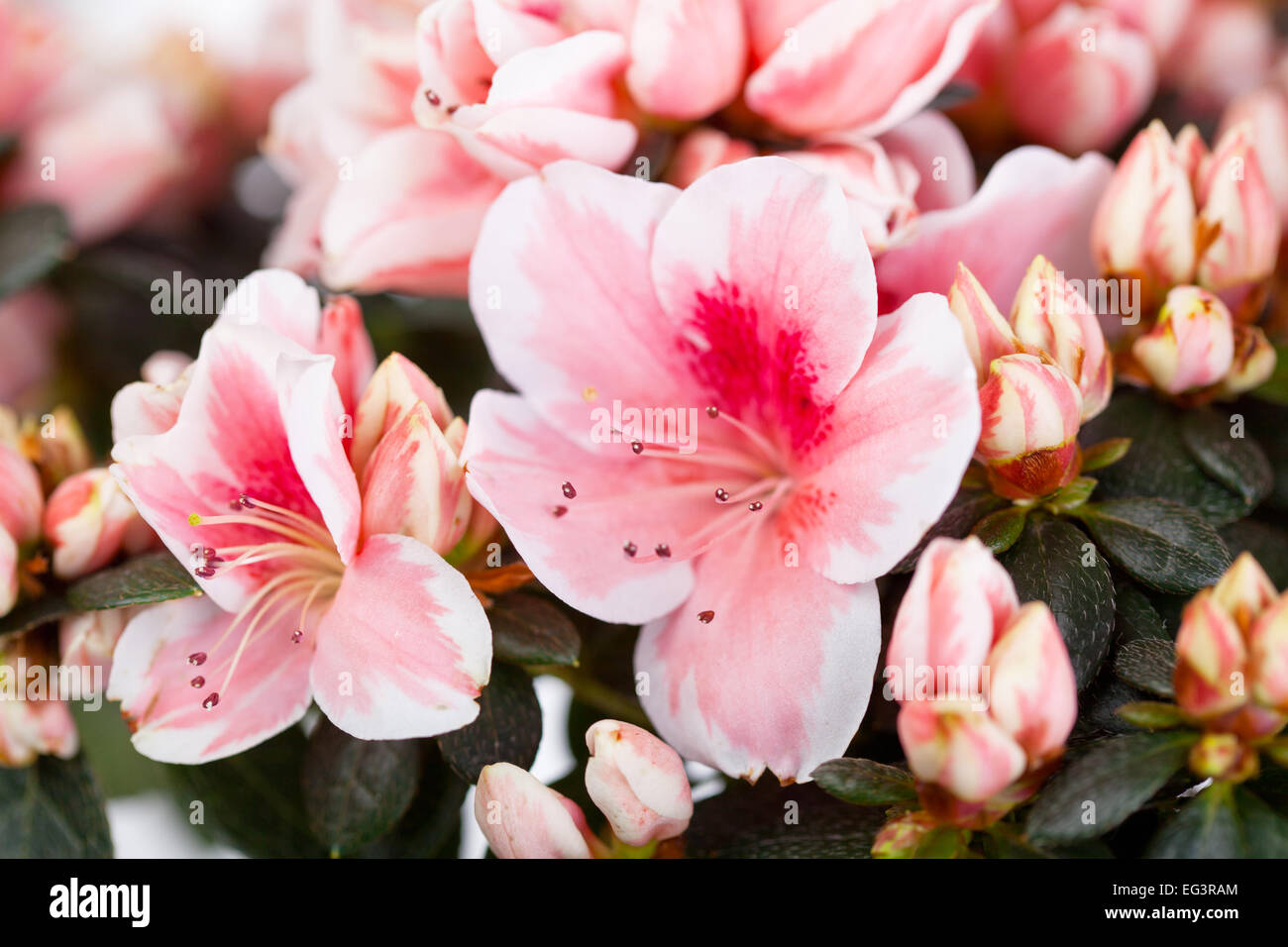 Blossoming cream-white azalea close up Stock Photo - Alamy