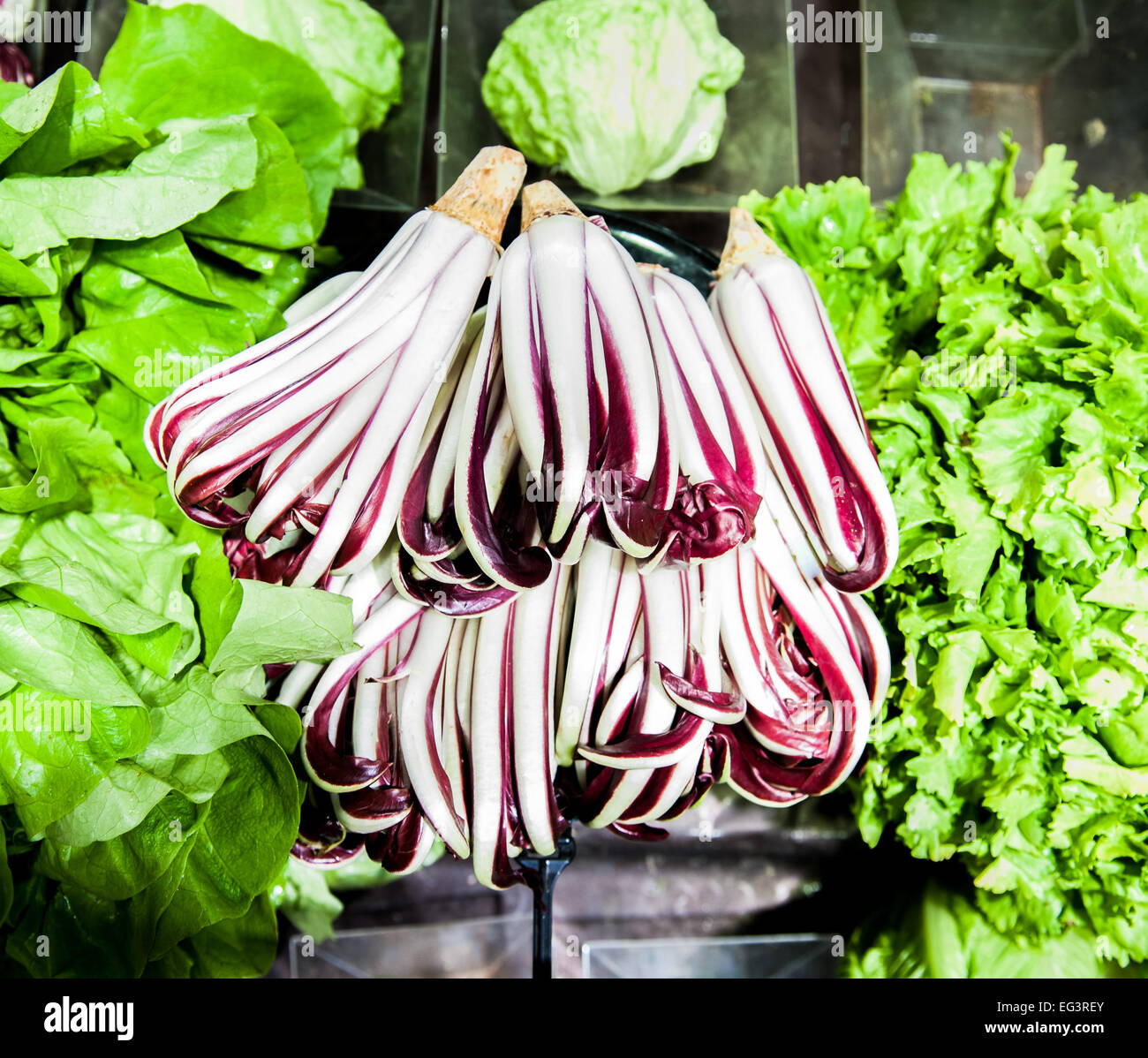 Fresh red treviso radicchio raw hi-res stock photography and images - Alamy