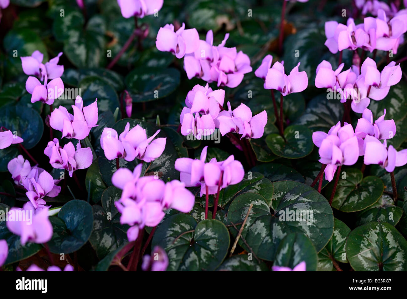 Cyclamen hi-res stock photography and images - Alamy