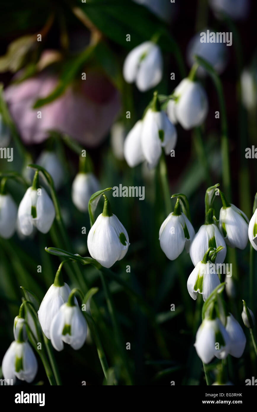 Galanthus greatorex double snowdrop hi-res stock photography and images ...