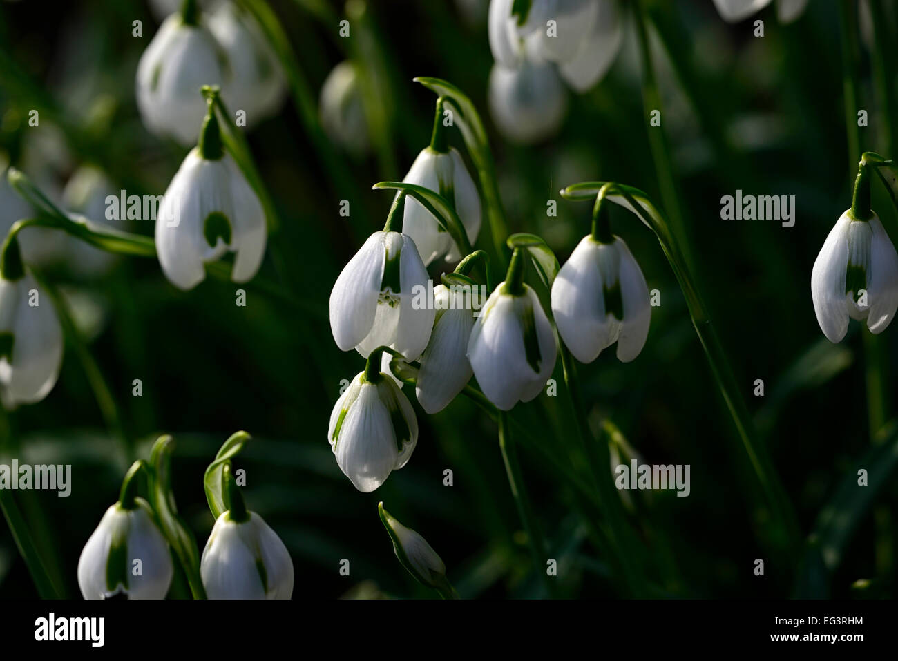 Galanthus greatorex double snowdrop hi-res stock photography and images ...