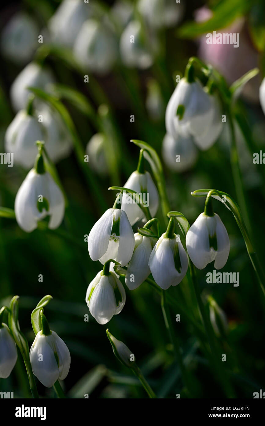 Galanthus greatorex double snowdrop hi-res stock photography and images ...