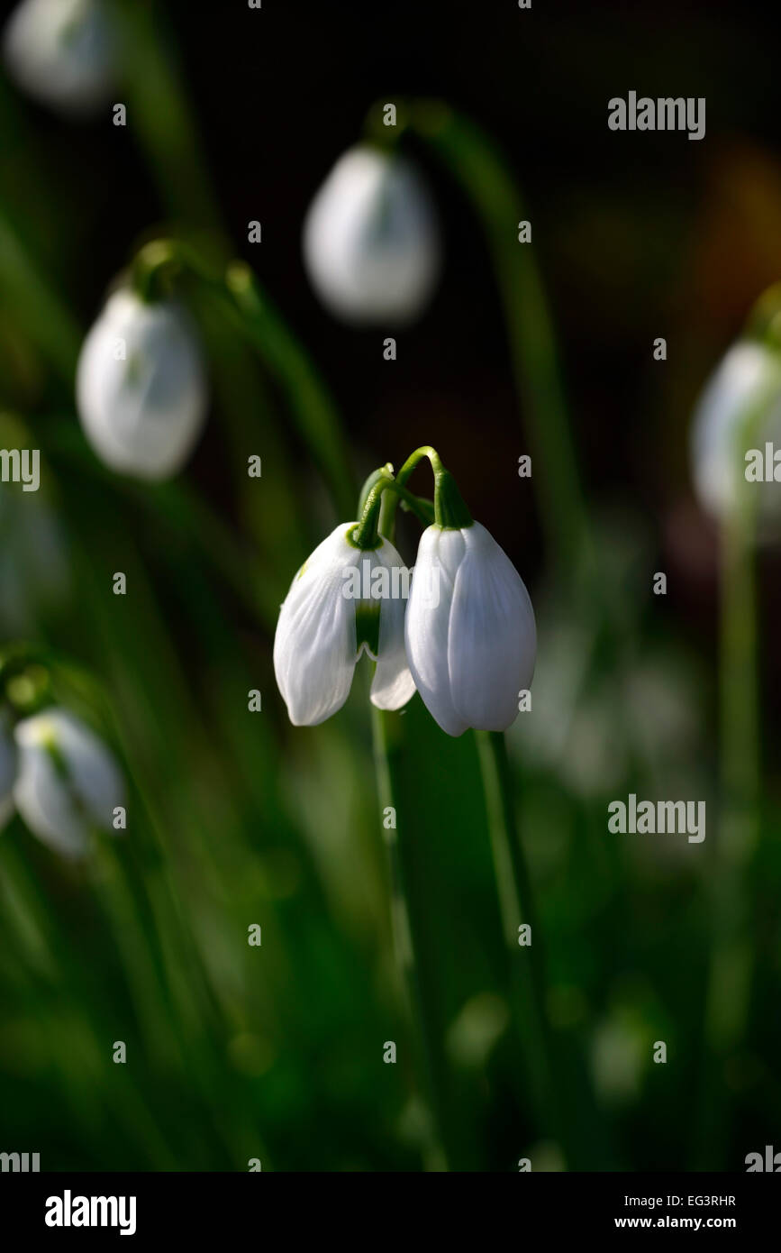 Galanthus greatorex double snowdrop hi-res stock photography and images ...