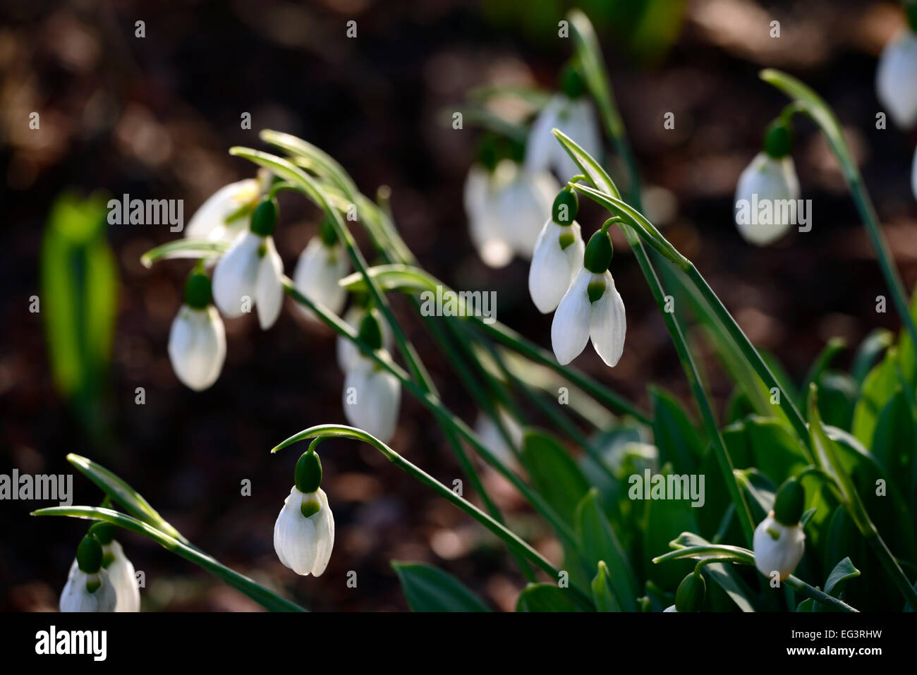 Galanthus elwesii Drummond's Giant snowdrops flowers green markings ...
