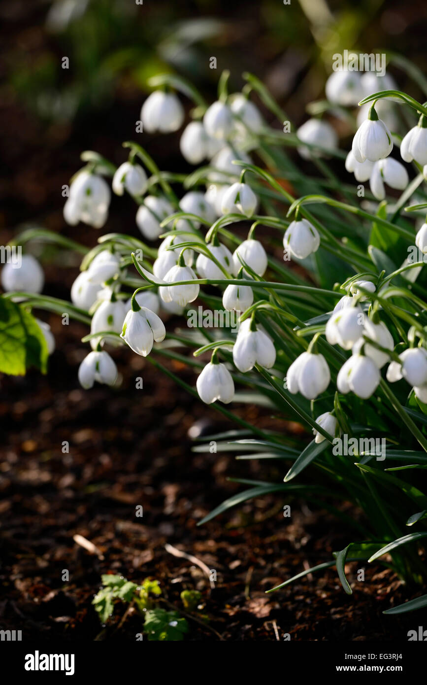 Galanthus greatorex double snowdrop hi-res stock photography and images ...