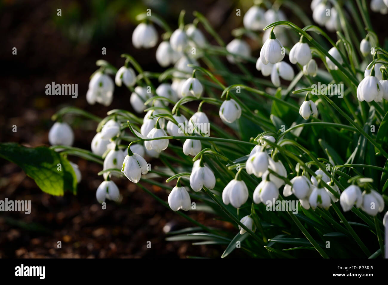 Galanthus hippolyta greatorex double snowdrops flowers green markings ...
