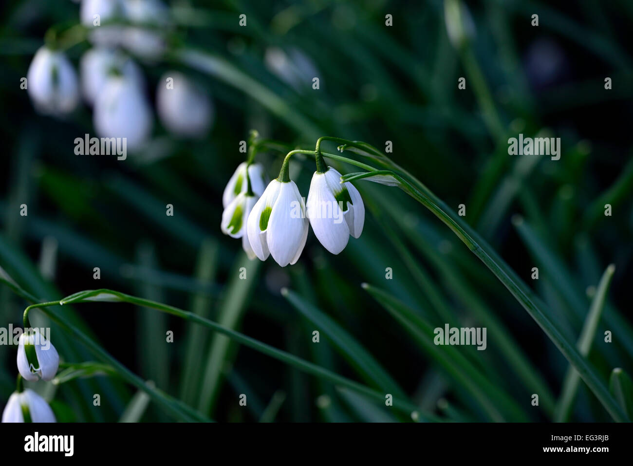 Galanthus greatorex double snowdrop hi-res stock photography and images ...