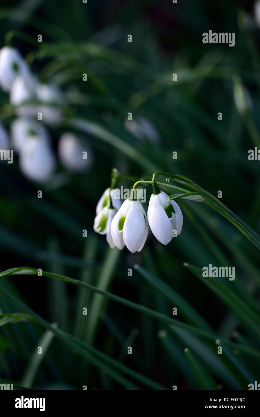 Galanthus greatorex double snowdrop hi-res stock photography and images ...