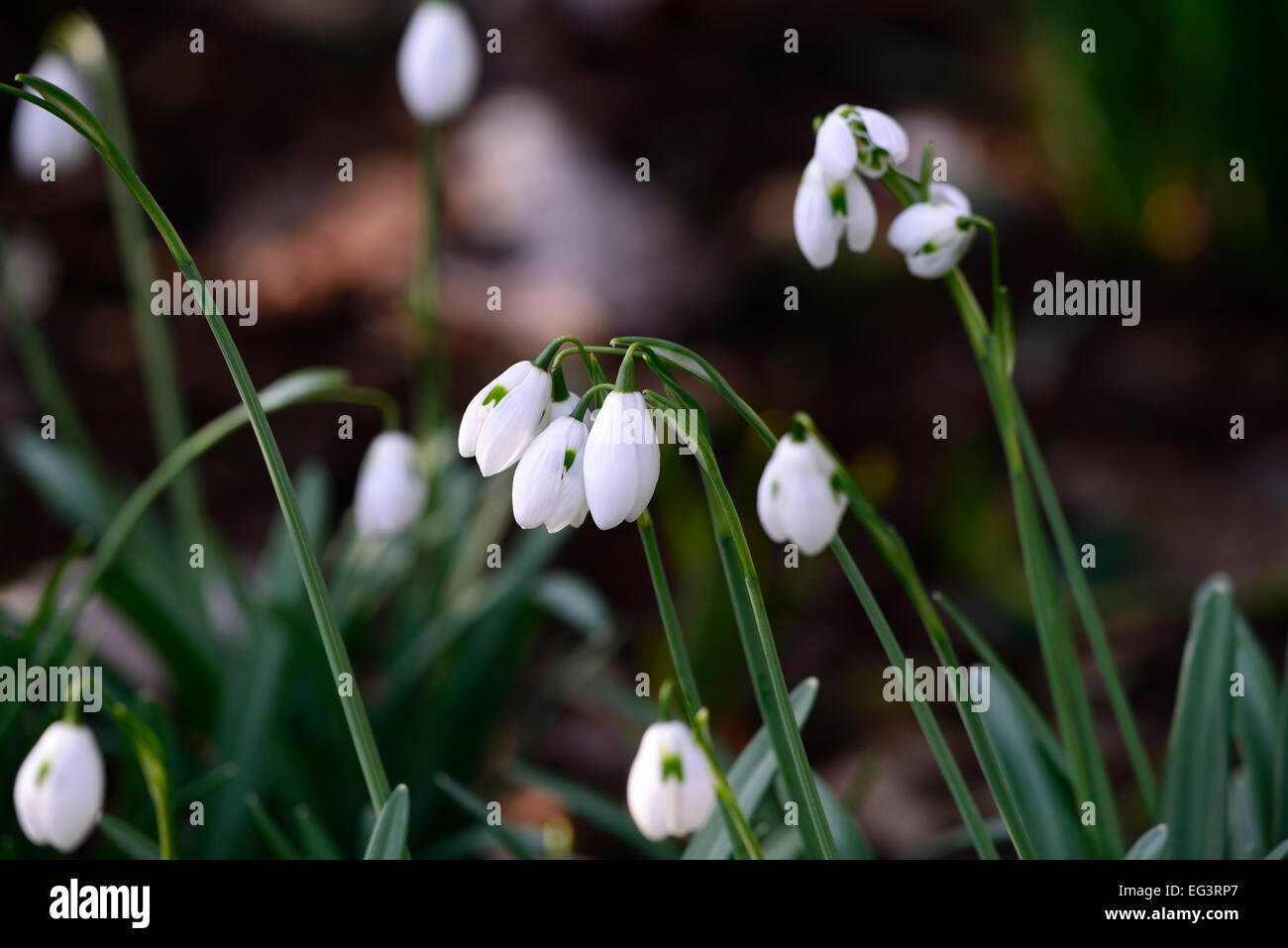 Galanthus ophelia snowdrops hi-res stock photography and images - Alamy