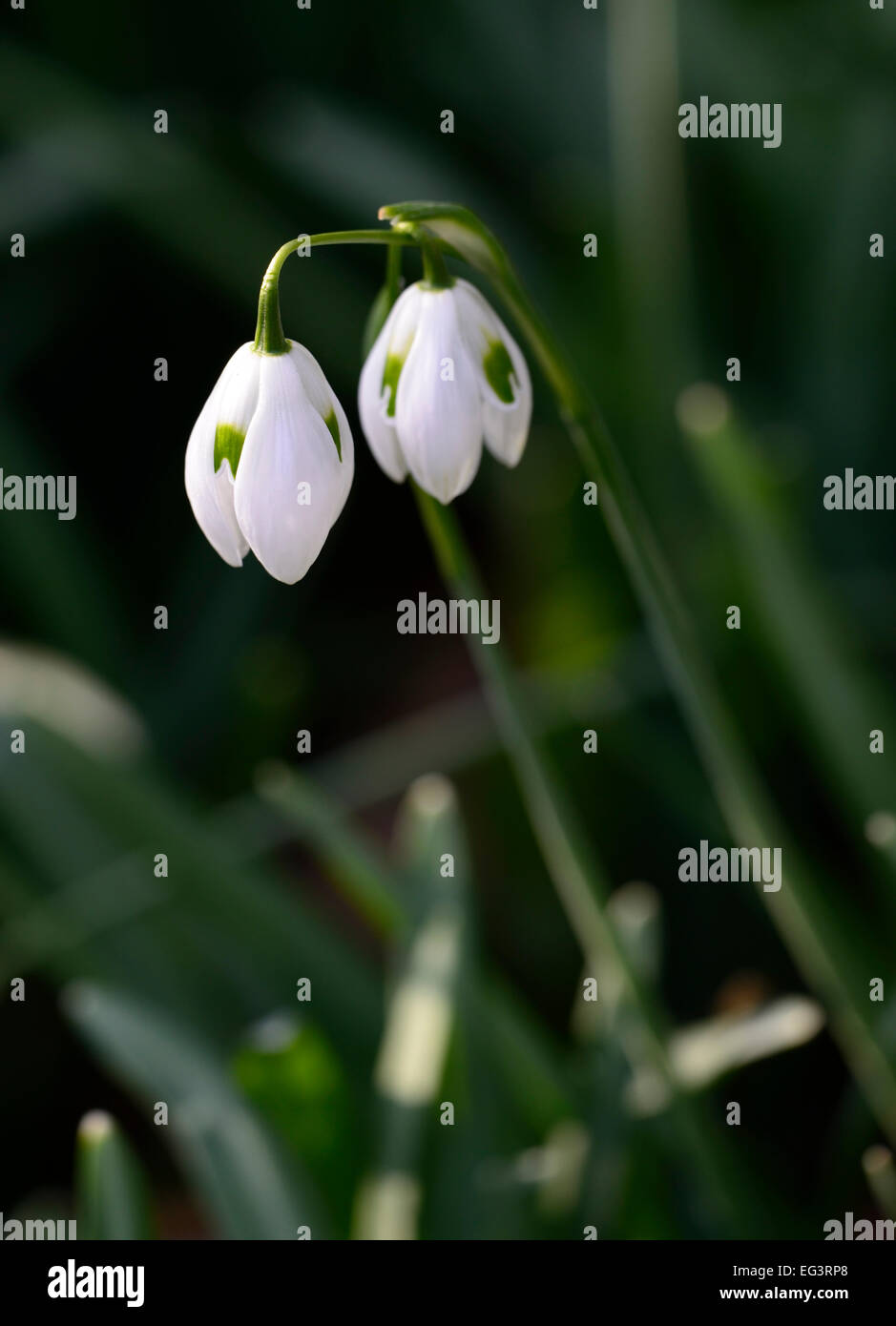 Galanthus ophelia snowdrops hi-res stock photography and images - Alamy