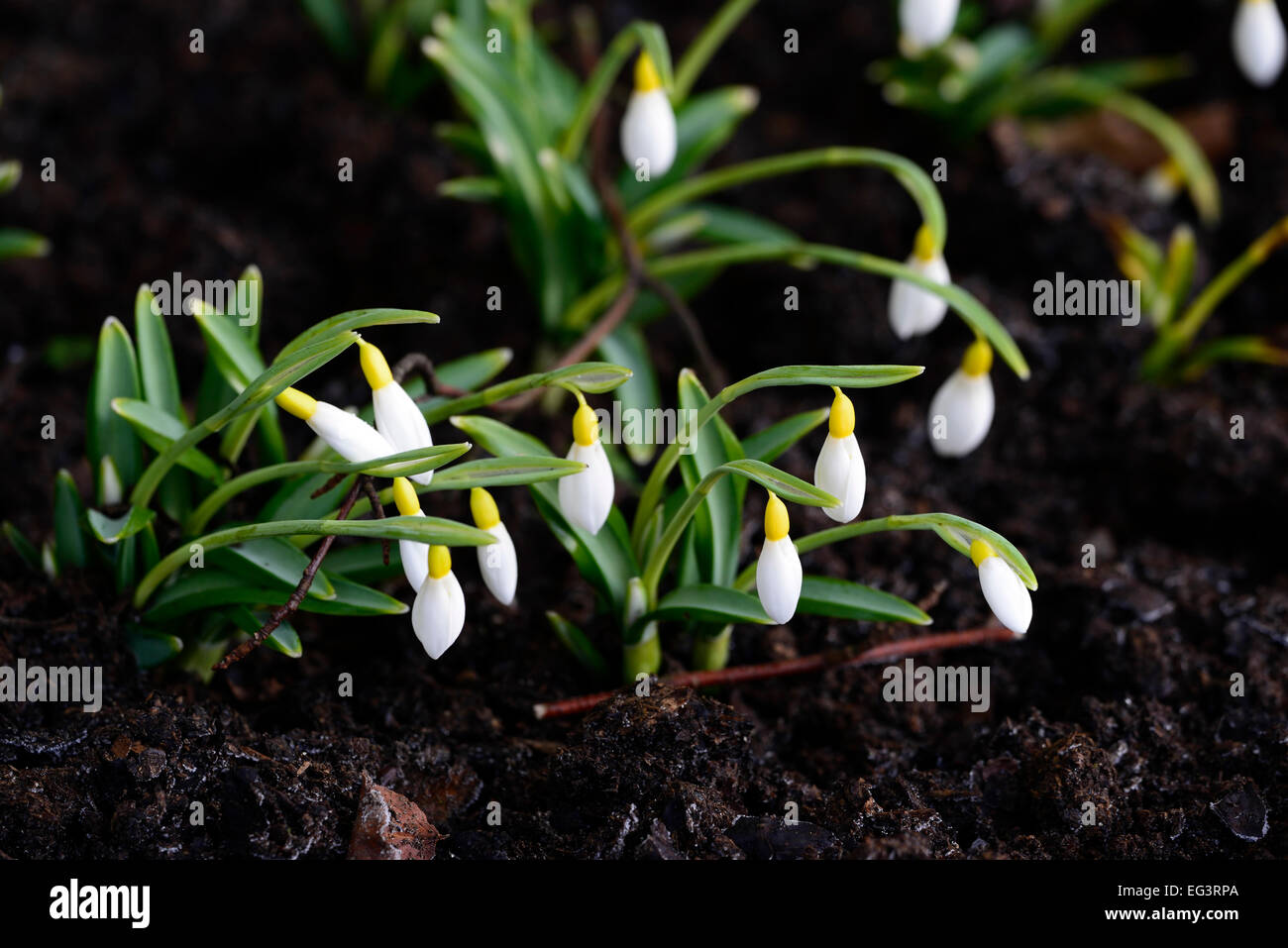 Galanthus plicatus wendy's gold yellow snowdrops flowers markings ...