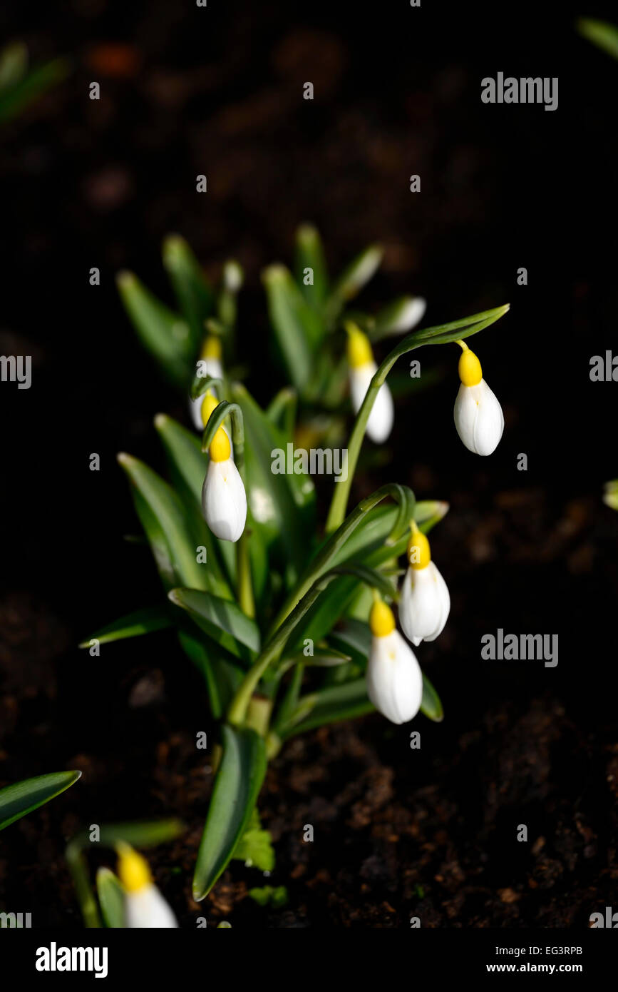 Galanthus plicatus wendy's gold yellow snowdrops flowers markings ...