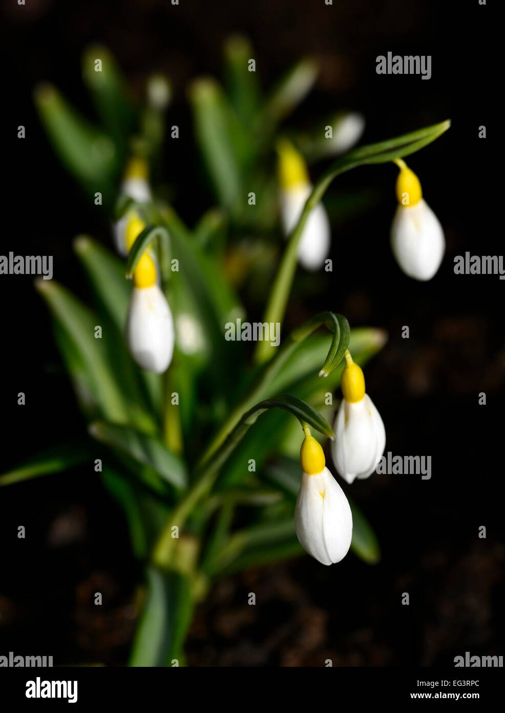 Galanthus plicatus wendy's gold yellow snowdrops flowers markings ...