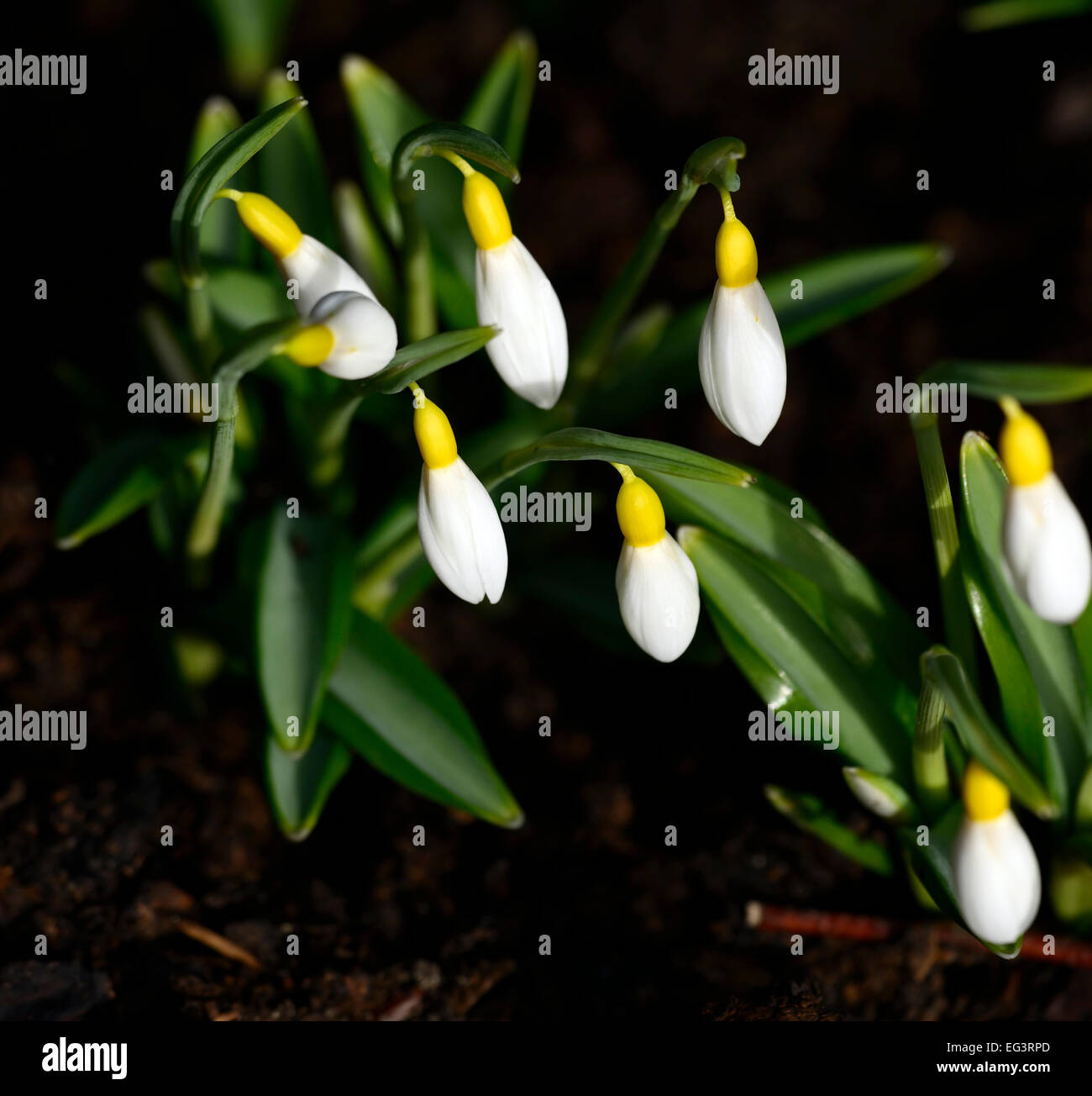 Galanthus plicatus wendy's gold yellow snowdrops flowers markings ...