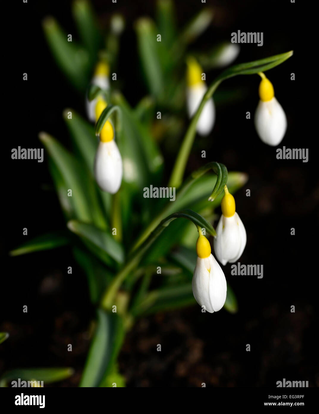 Galanthus plicatus wendy's gold yellow snowdrops flowers markings ...
