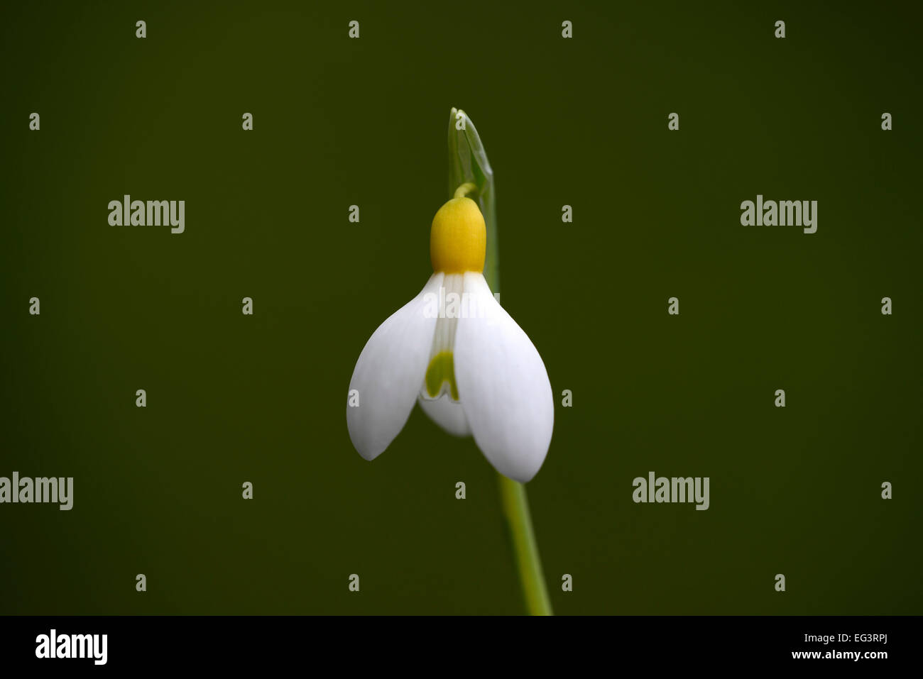 Galanthus primrose warburg yellow snowdrops white flowers markings ...