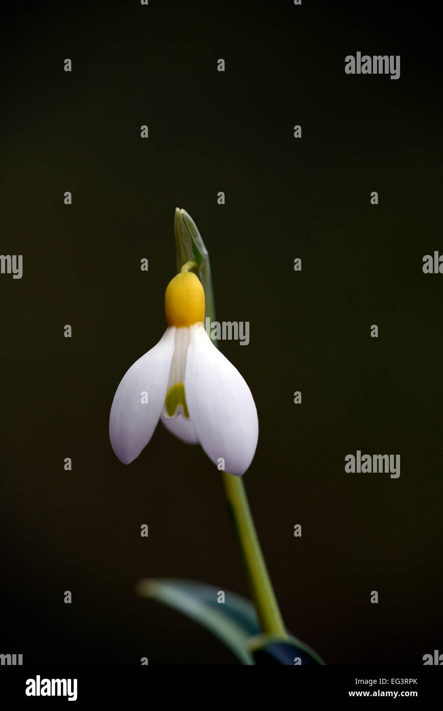Galanthus primrose warburg yellow snowdrops white flowers markings ...