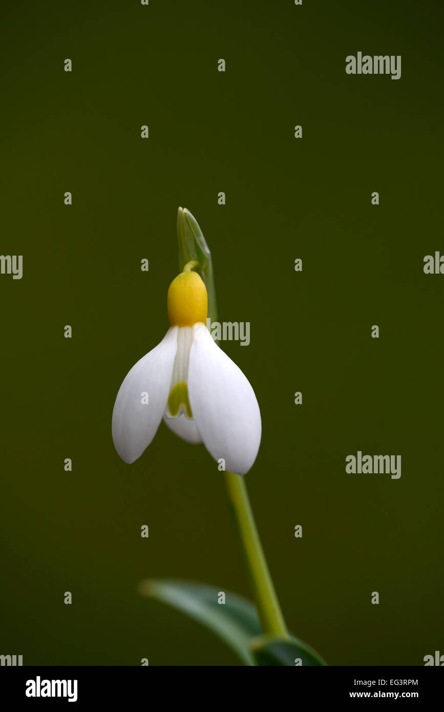 Galanthus primrose warburg yellow snowdrops white flowers markings ...