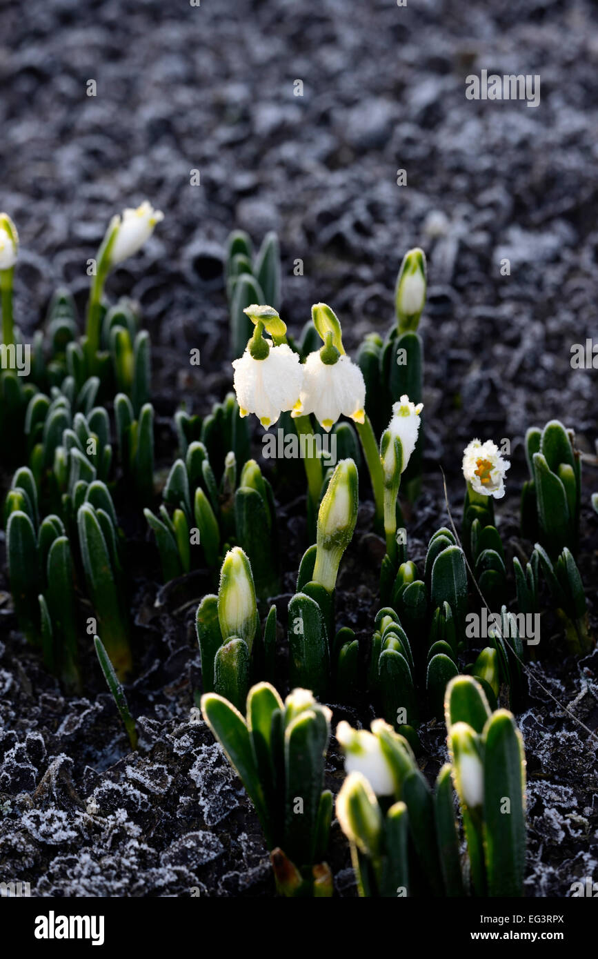 leucojum vernum var carpathicum spring snowflake flower flowers frost ...
