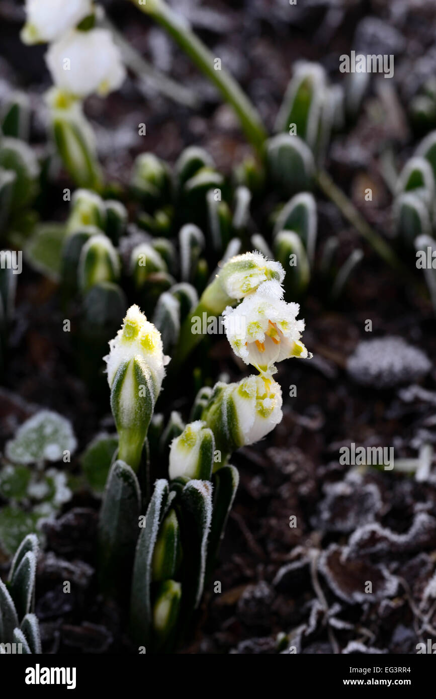 leucojum vernum var carpathicum spring snowflake flower flowers frost ...