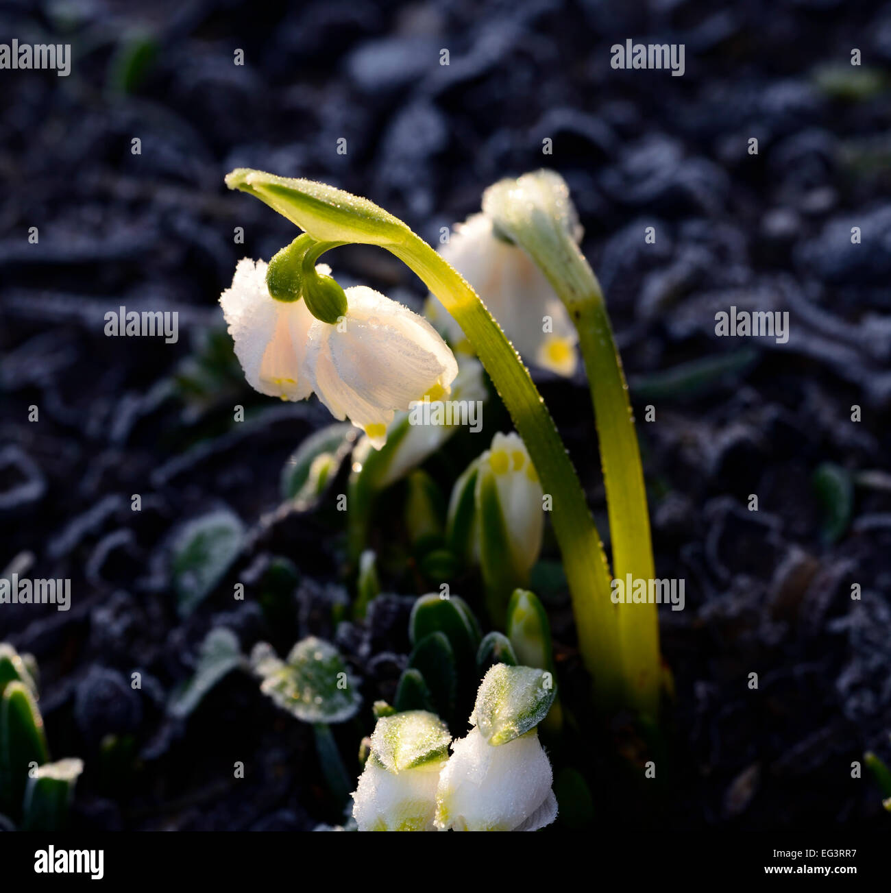 leucojum vernum var carpathicum spring snowflake flower flowers frost ...