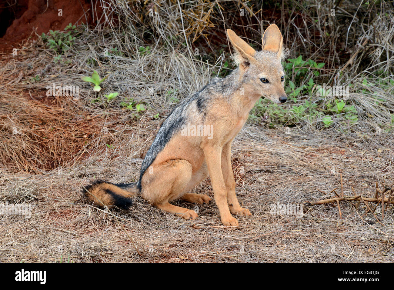 Outside the nest High Resolution Stock Photography and Images - Alamy