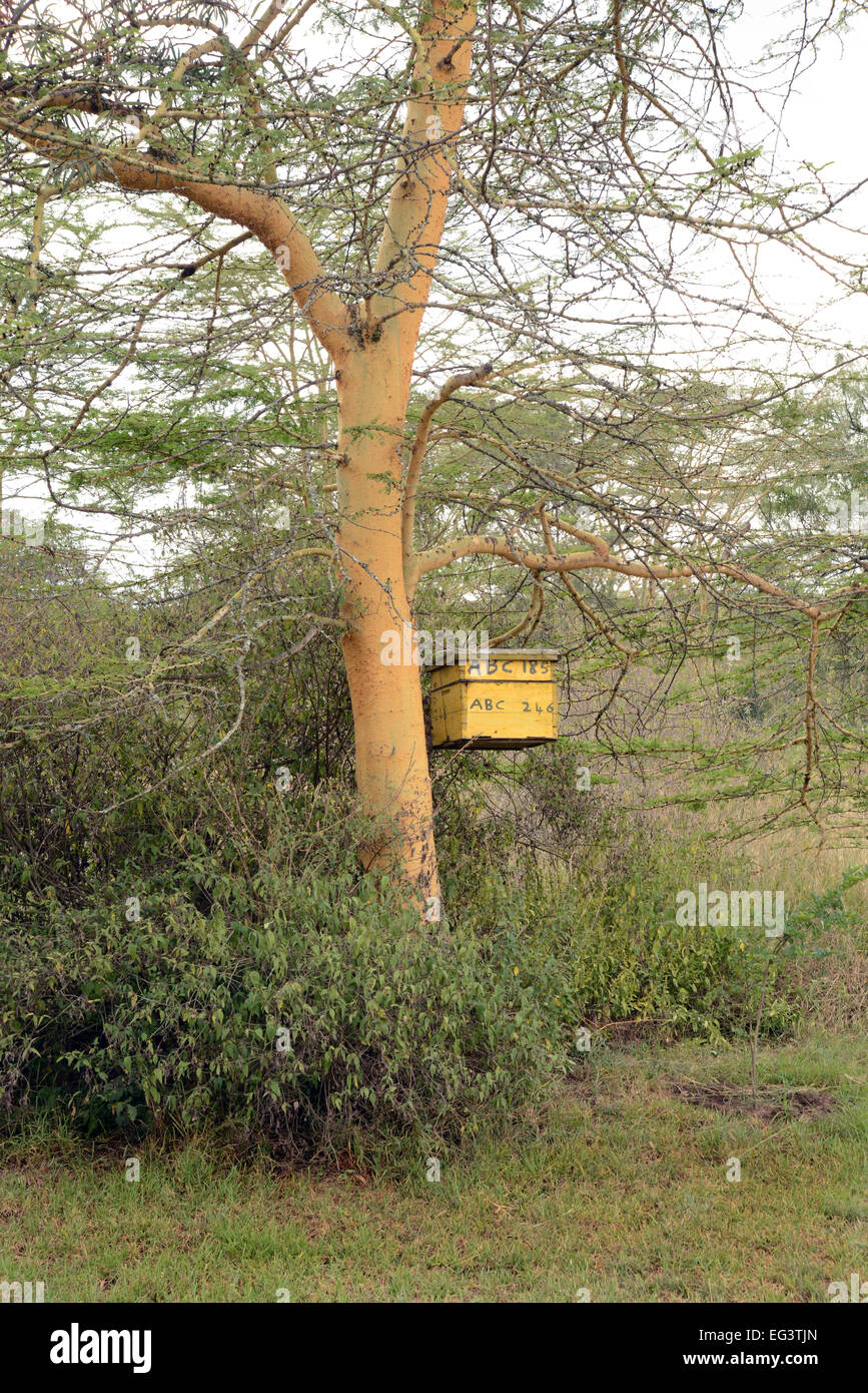 Beehive Hanging From Tree