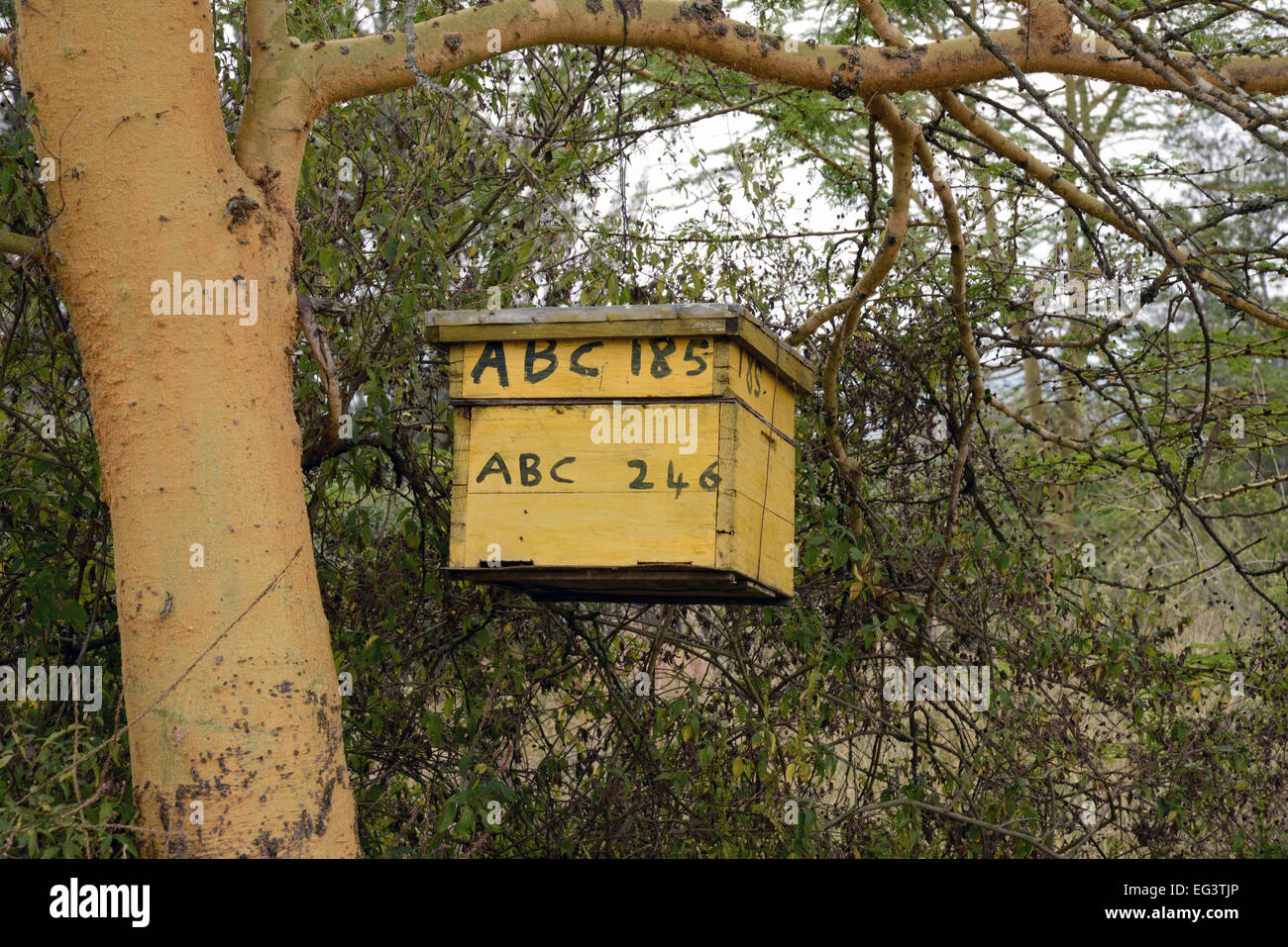 Beehive Hanging From Tree