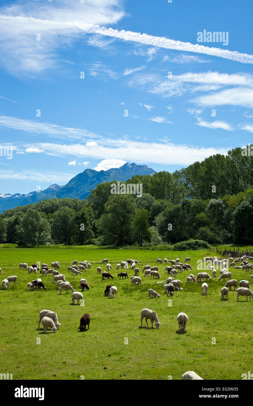 Flock of sheep grazing Stock Photo - Alamy