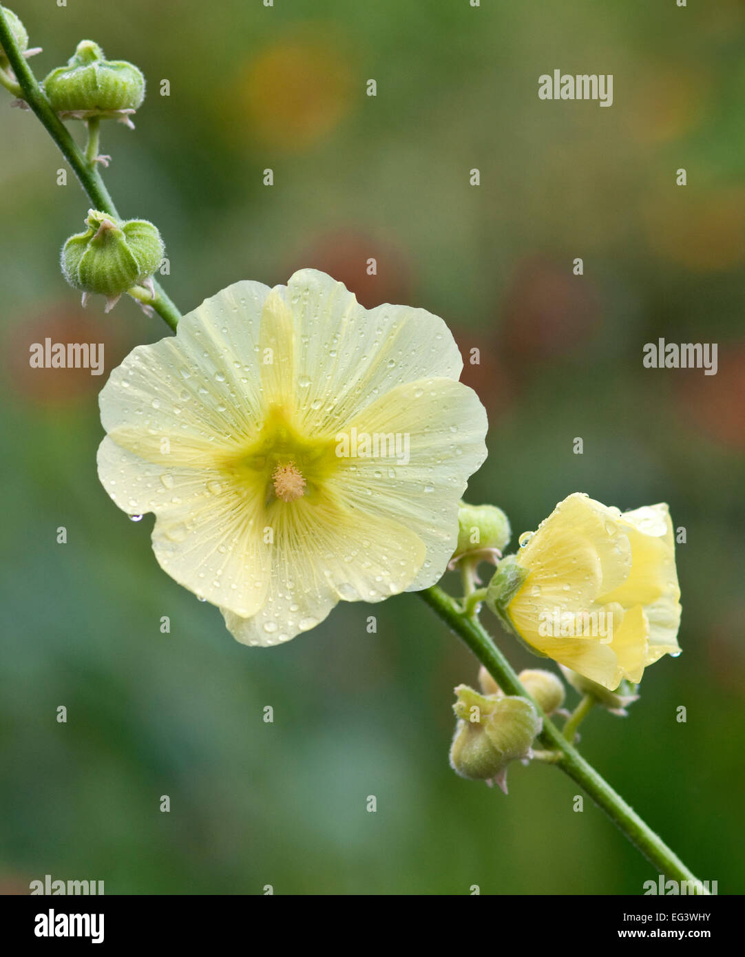 Russian Hollyhock - Alcea rugosa Stock Photo - Alamy