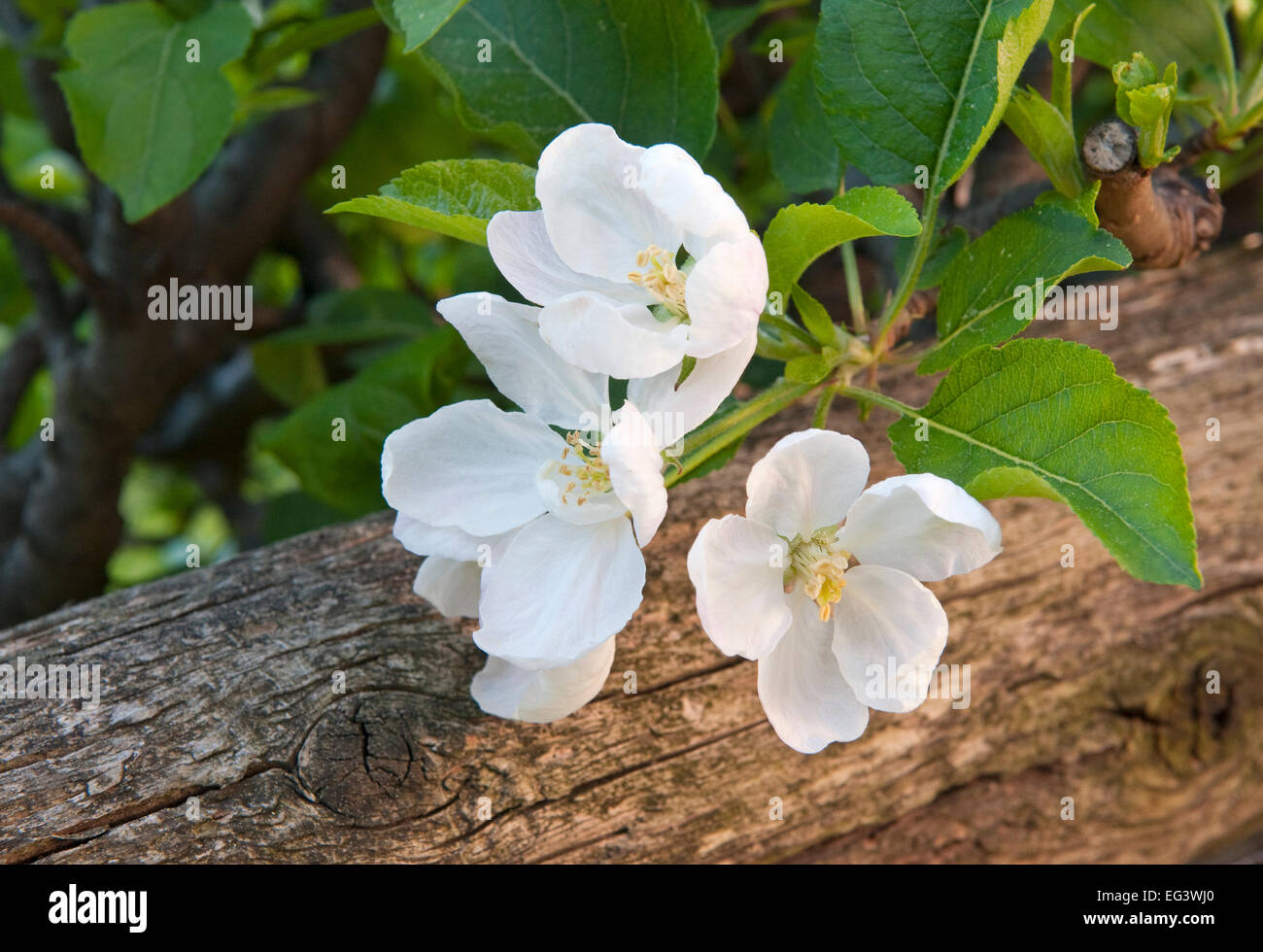 Red flowers blossom blossoms flower hi-res stock photography and images ...