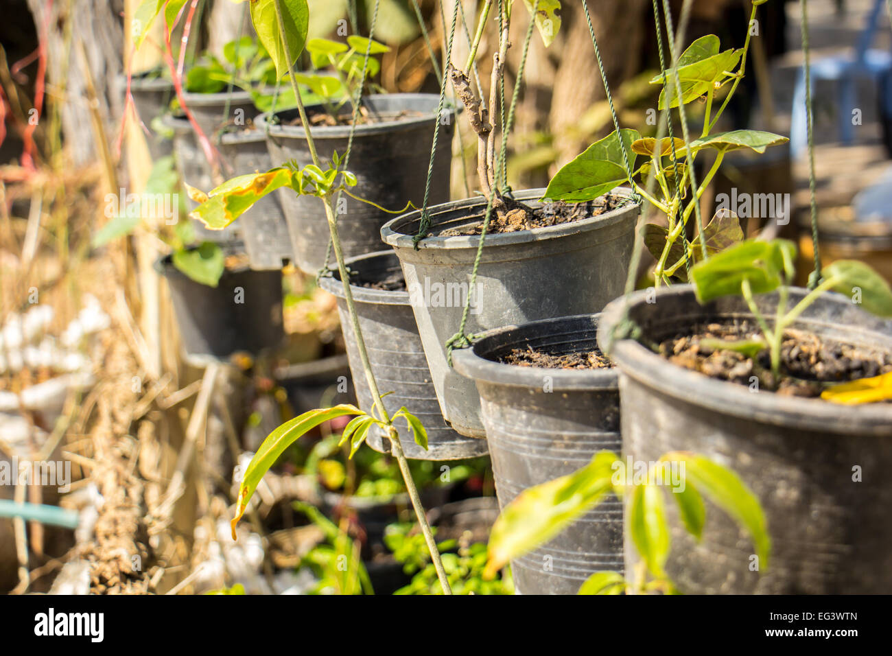 The Plastic pots, hanging, growing, black, sort, vegetables Stock Photo ...
