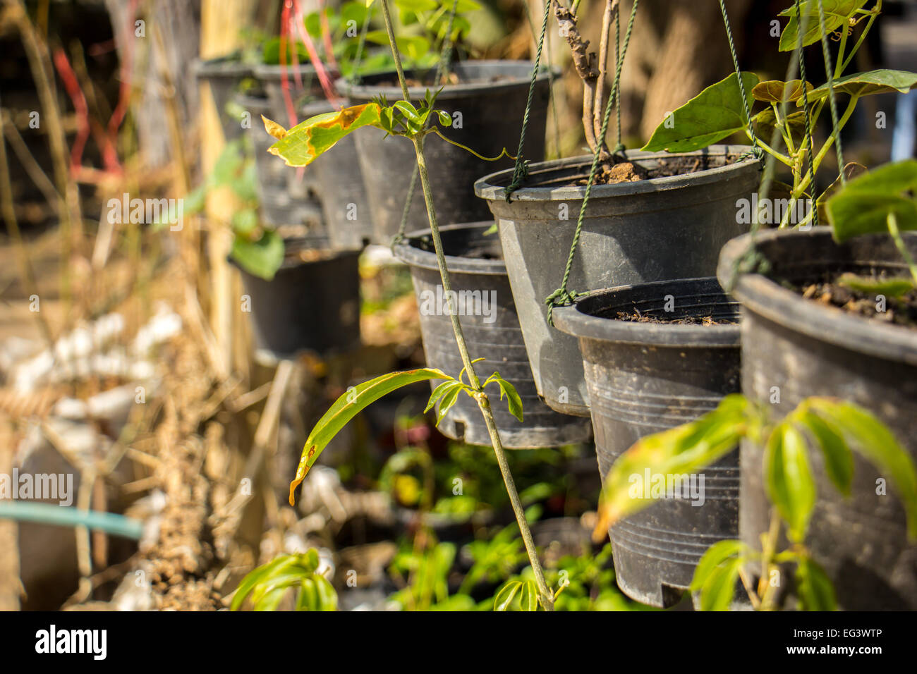 The Plastic pots, hanging, growing, black, sort, vegetables Stock Photo ...