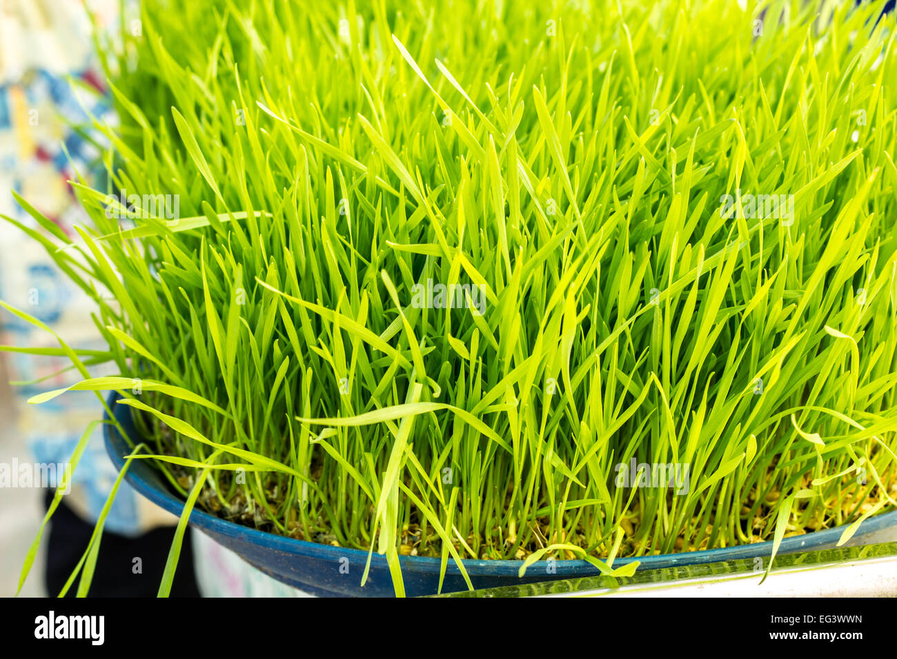 The Vegetables, herbs, vegetables, green, organic vegetables, organic ...