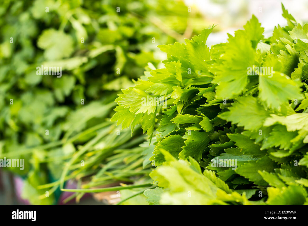 The Vegetables, herbs, vegetables, green, organic vegetables, organic ...