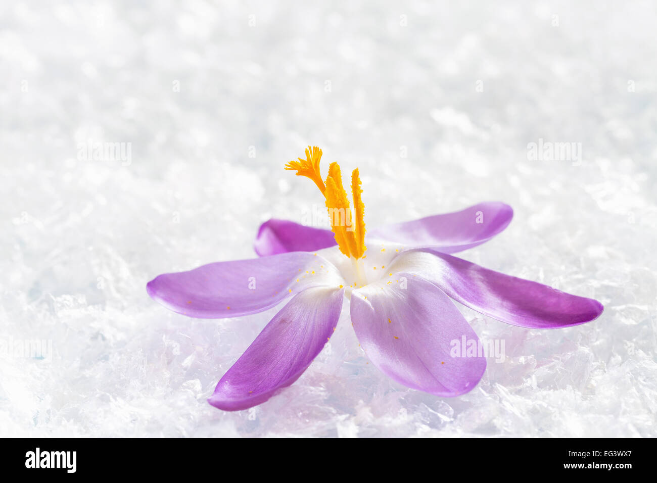 Crocus flowers in the snow Stock Photo - Alamy