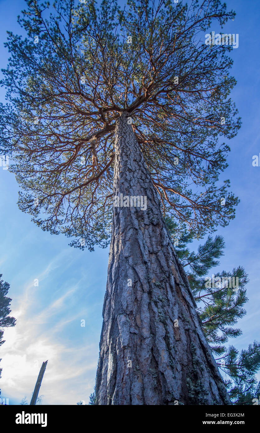 Native caledonian forest pine tree hi-res stock photography and images ...