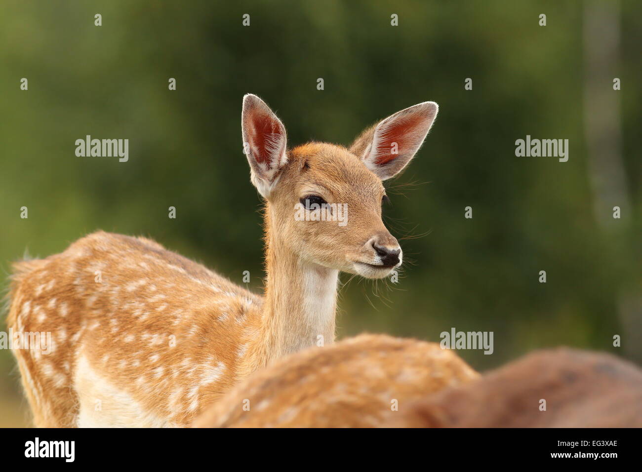 fallow deer ( Dama ) calf on green background Stock Photo - Alamy