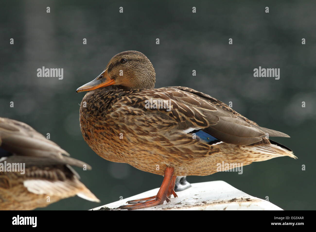 female mallard duck ( Anas platyrhynchos ) resting, side view Stock ...